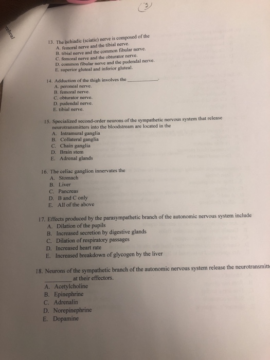 Solved 13. The ischiadic (sciatic) nerve is composed of the | Chegg.com