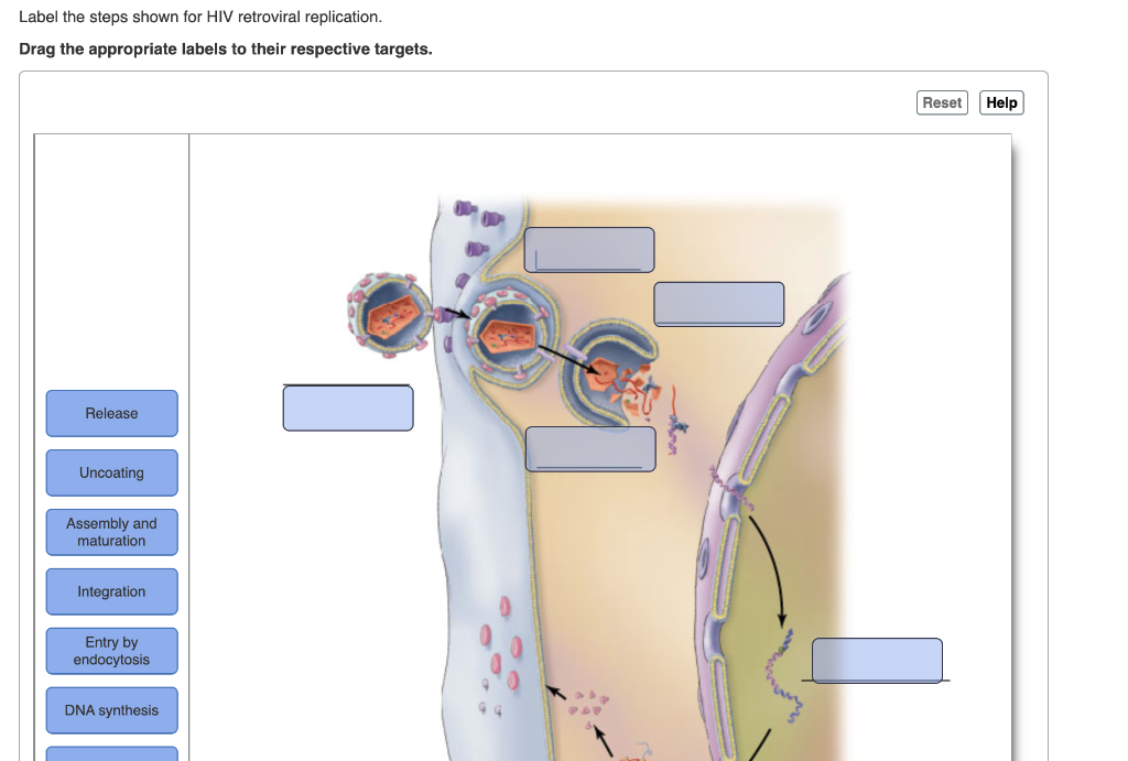 Label The Steps Shown For Hiv Retroviral Replication Label The Steps Shown For Hiv Retroviral Replication