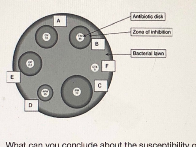 Solved In order to test the susceptibility of bacteria (if | Chegg.com