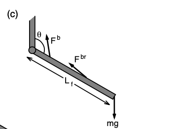 Solved Example 6.6. Moment Arm of Biceps. Consider a | Chegg.com