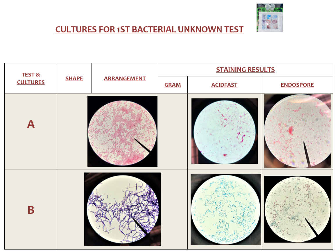 Solved CULTURES FOR 1ST BACTERIAL UNKNOWN TEST STAINING | Chegg.com