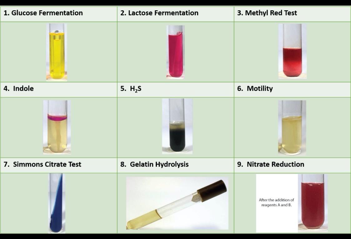 Shigella Flexneri Nitrate Test