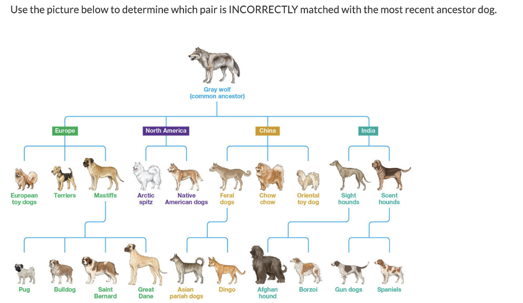 What Are Dog Ancestors