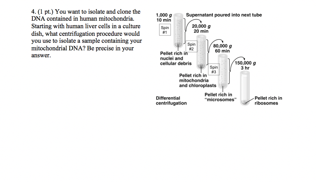 Solved 4. (1 pt.) You want to isolate and clone the DNA | Chegg.com