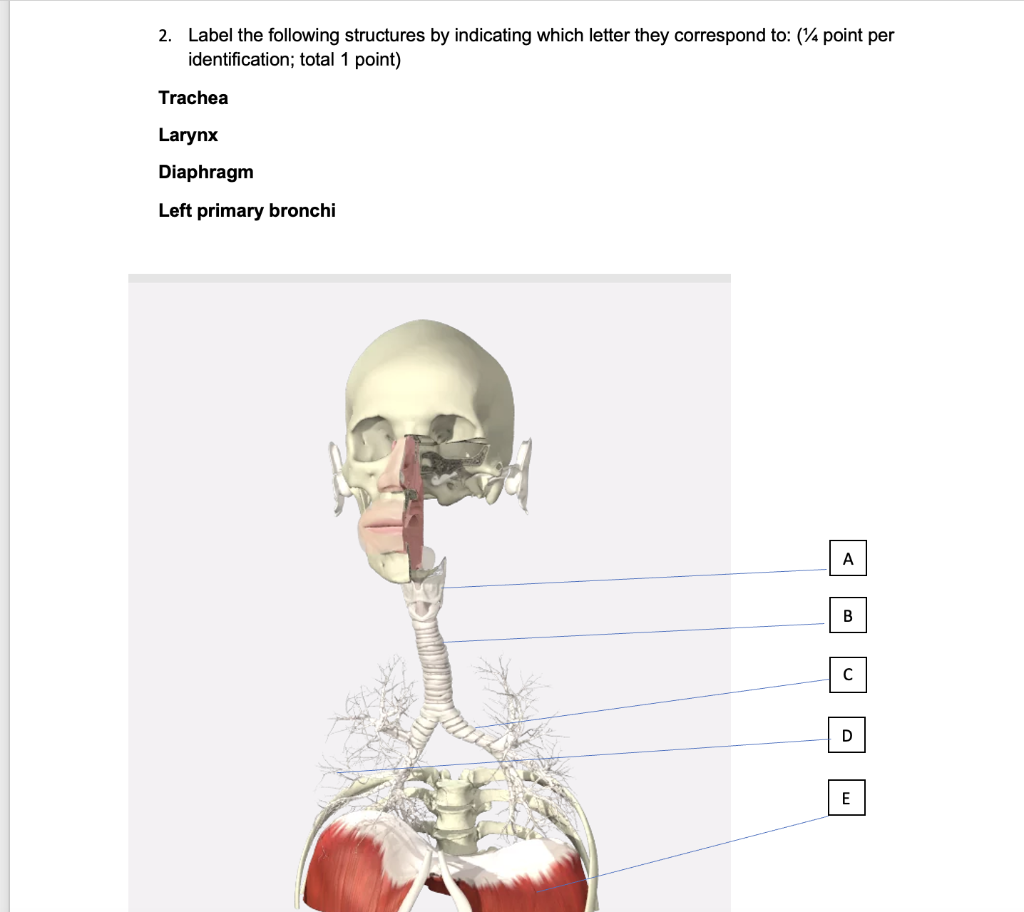 Solved Respiratory Anatomy Lab Report A Anatomy 1 Identify Chegg