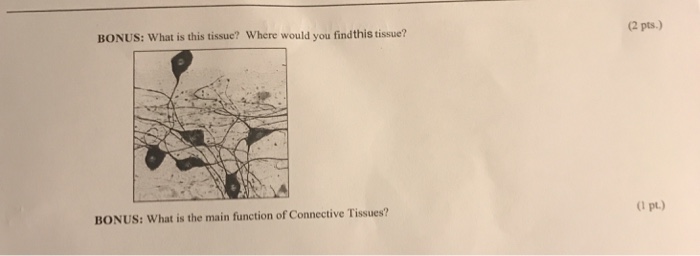 Solved (2 pts.) BONUS: What is this tissue? Where would you | Chegg.com