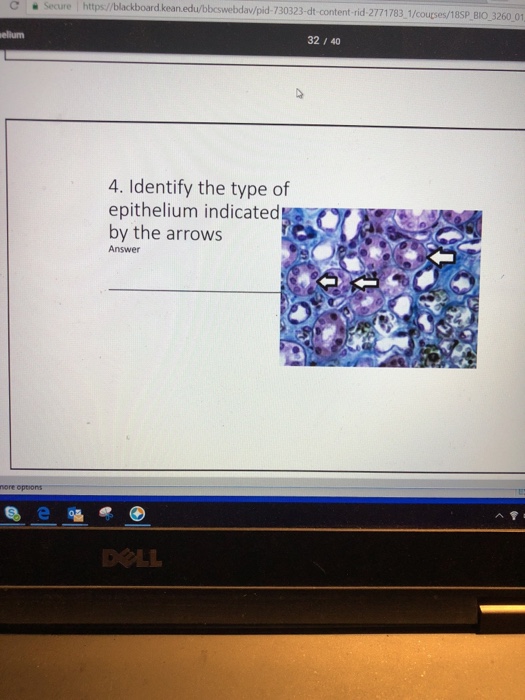 Solved https/blackboard kean.edu/bbcswebdav/pid-730323-dt | Chegg.com