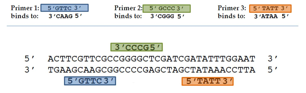 Solved QUESTION 8 (3 marks) Which two primers would result | Chegg.com