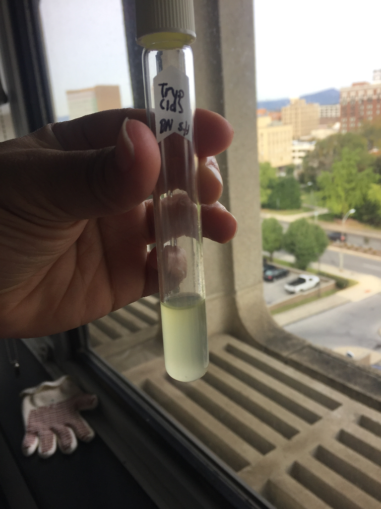 Solved Indole Production Test Results and Interpretations | Chegg.com