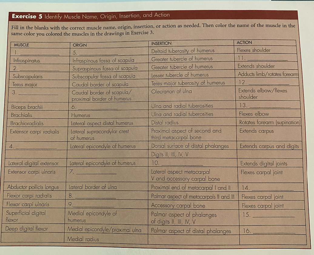 Solved Exercise 5 ﻿Identify Muscle Name, Origin, Insertion, | Chegg.com
