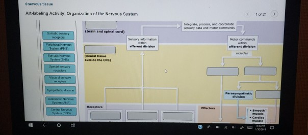 Solved (nervous tissue Art-labeling Activity: Organization | Chegg.com
