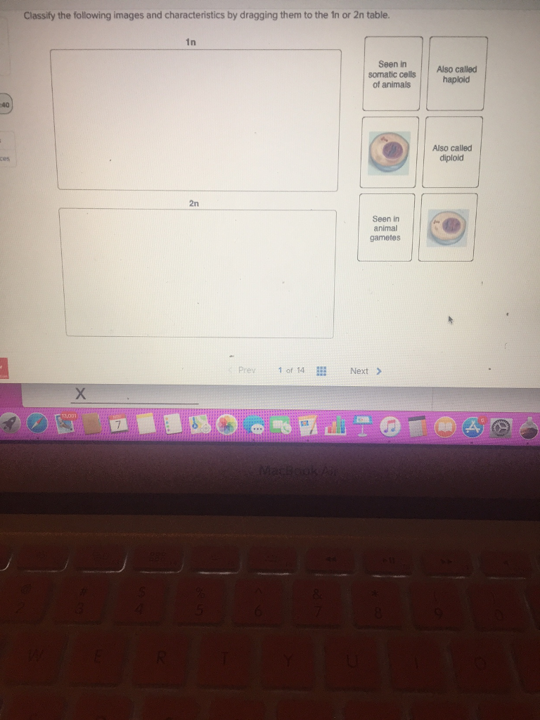 Solved Classify the following images and characteristics by | Chegg.com