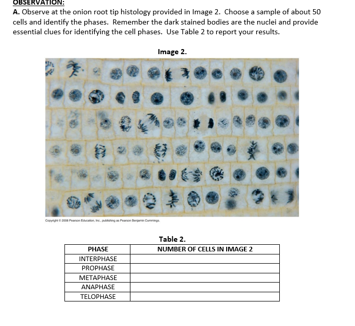 Solved OBSERVATION:A. ﻿Observe at the onion root tip | Chegg.com