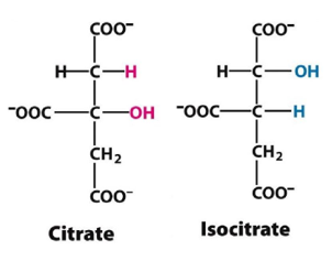 Citrate To Isocitrate
