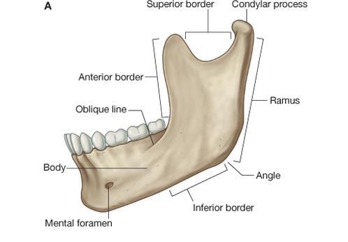 Inferior Border Of Mandible