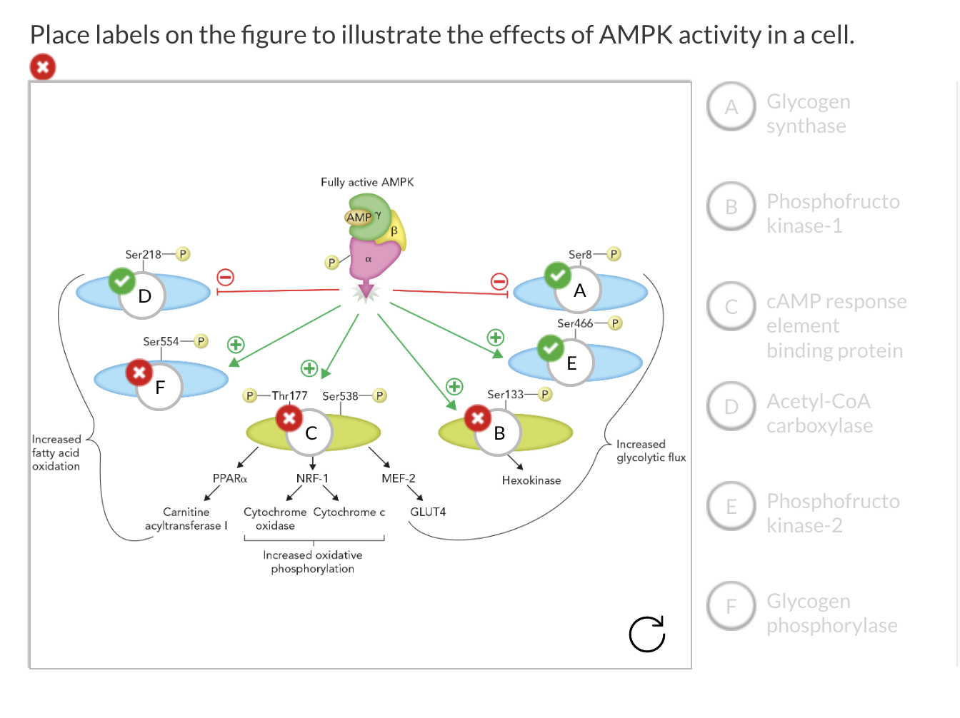 Solved Place labels on the figure to illustrate the effects | Chegg.com