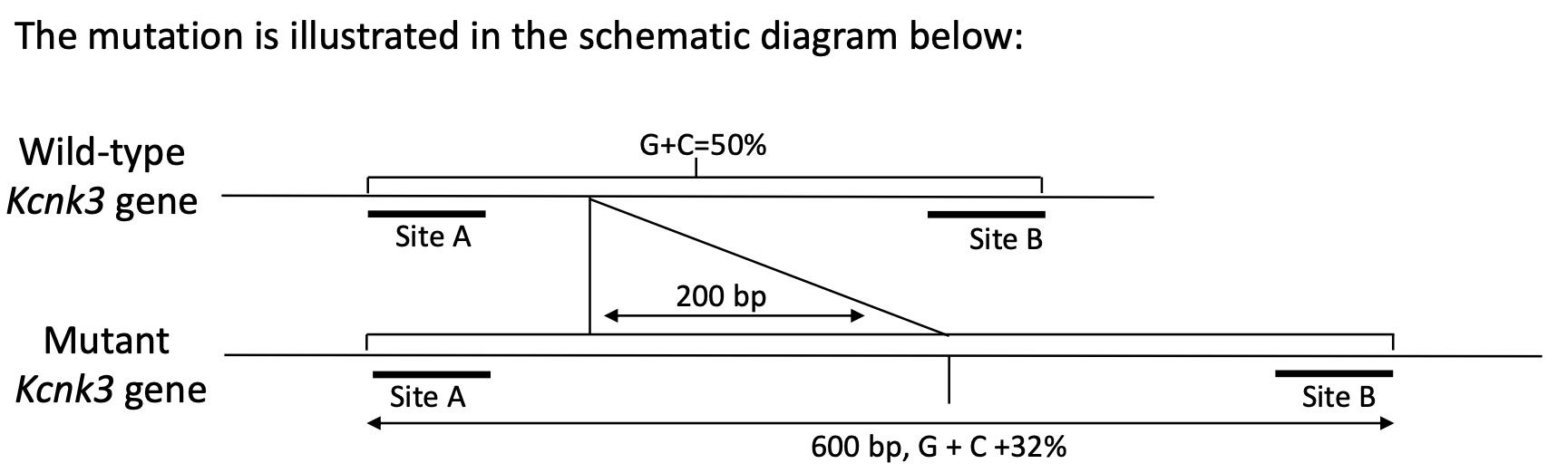 The mutation is illustrated in the schematic diagram | Chegg.com