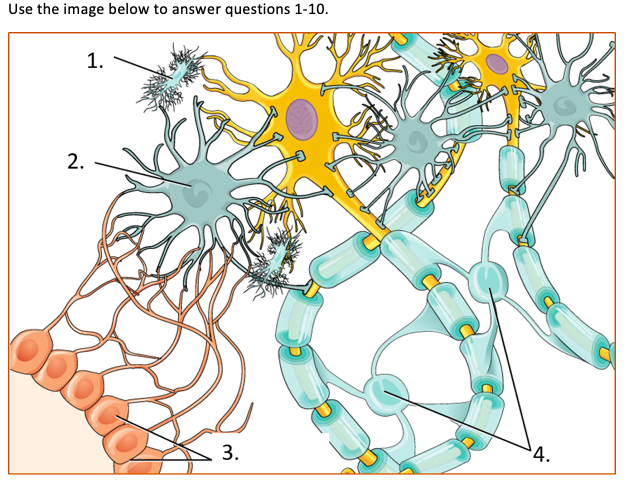 Solved What is the cell type labeled D? What is the | Chegg.com
