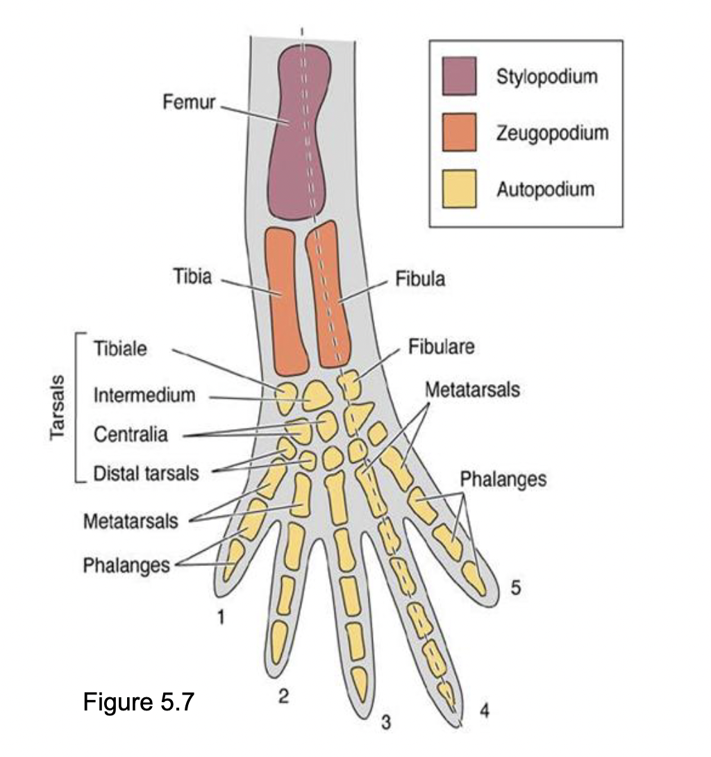 Solved Identify the components of a forelimb which would | Chegg.com