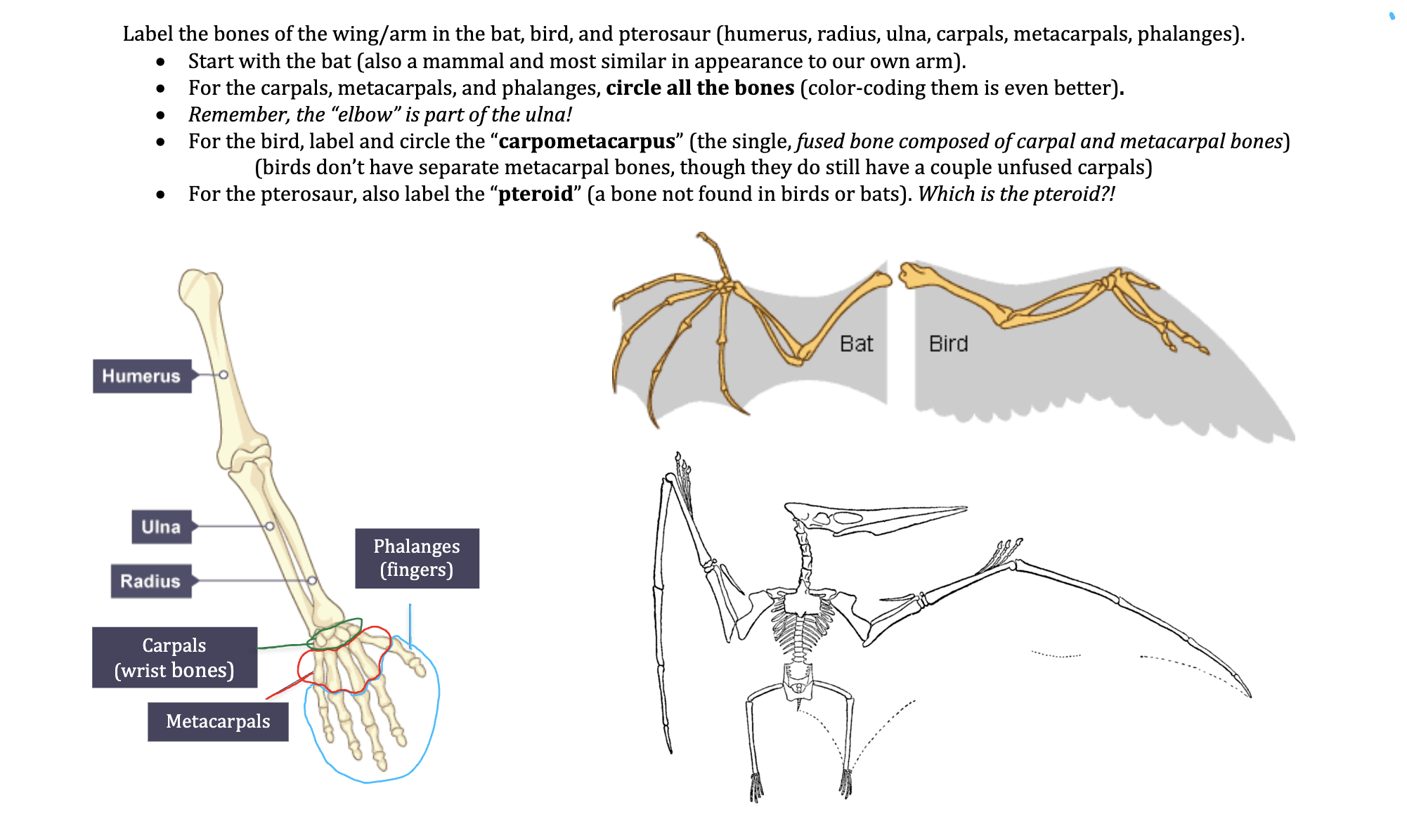 Solved Label the bones of the wing/arm in the bat, bird, and | Chegg.com