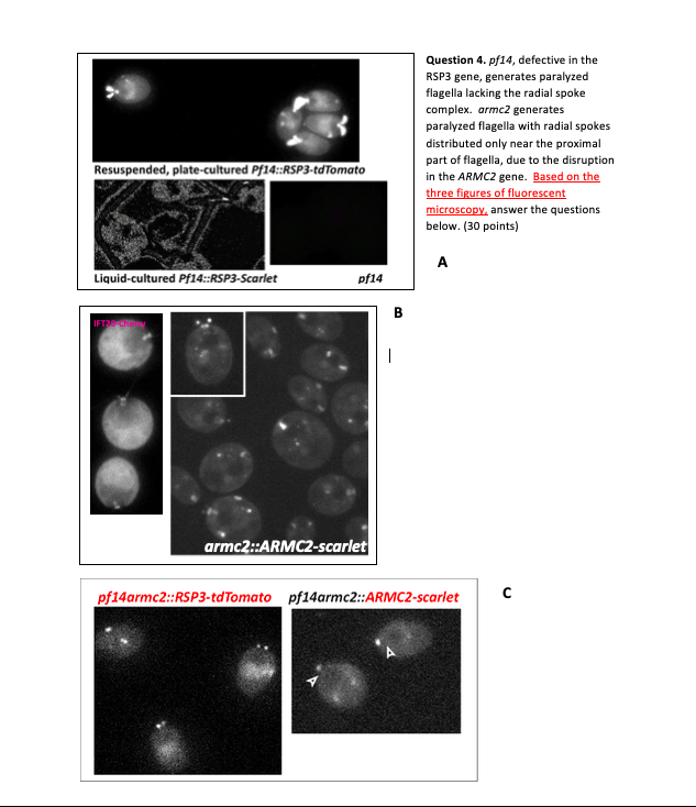 Question 4. pf14, defective in the RSP3 gene, | Chegg.com