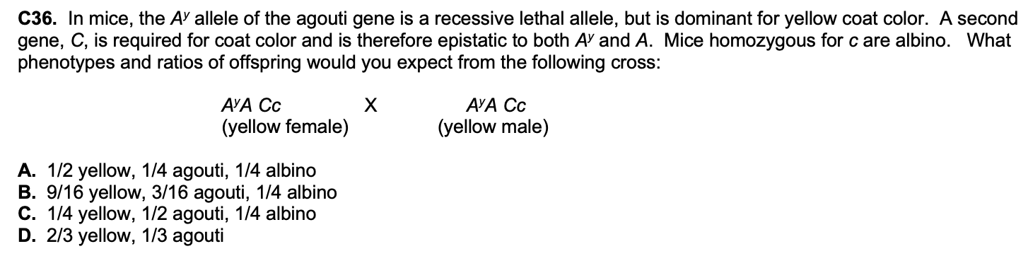Solved C36. In mice, the AY allele of the agouti gene is a | Chegg.com