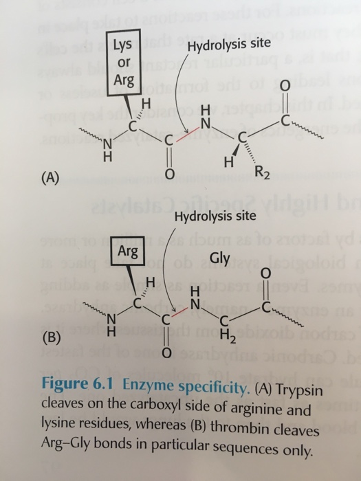 Solved Lys Hydrolysis site Arg 0 Hydrolysis site Arg Gly (B) | Chegg.com