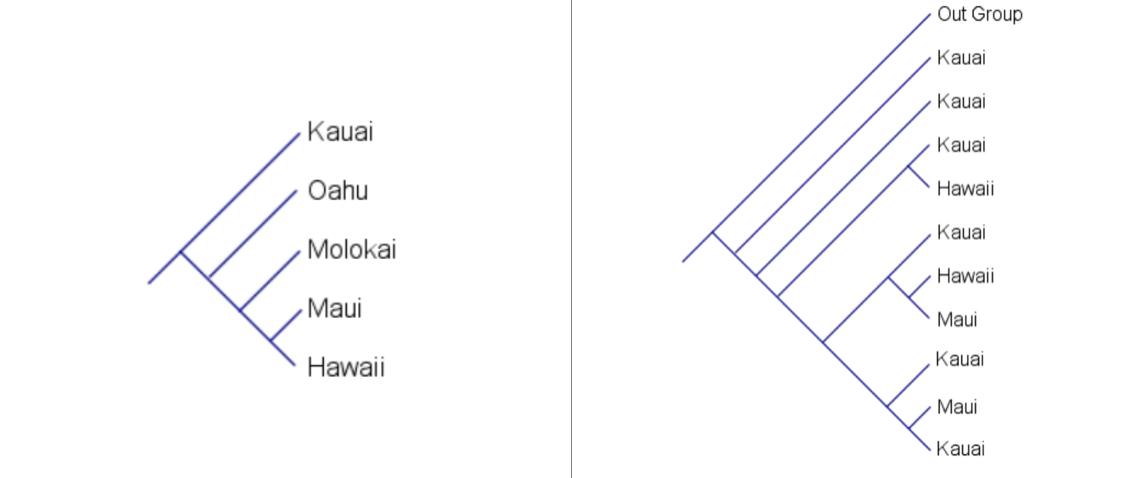 Solved Below left is a branching diagram (area cladogram) | Chegg.com