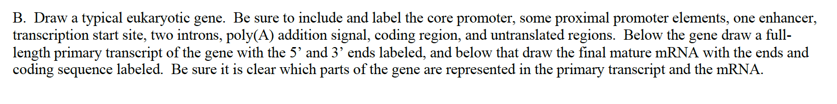 Solved B. Draw a typical eukaryotic gene. Be sure to include | Chegg.com