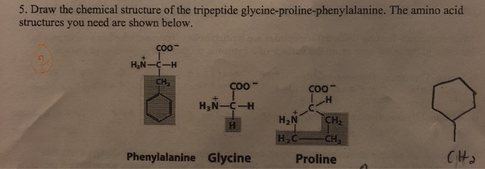 Solved 5. Draw the chemical structure of the tripeptide | Chegg.com