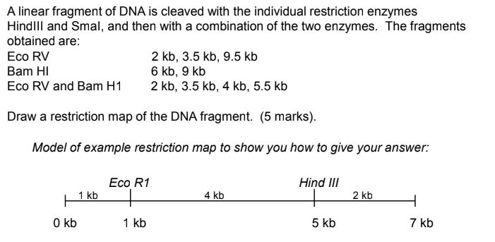 Solved A linear fragment of DNA is cleaved with the | Chegg.com