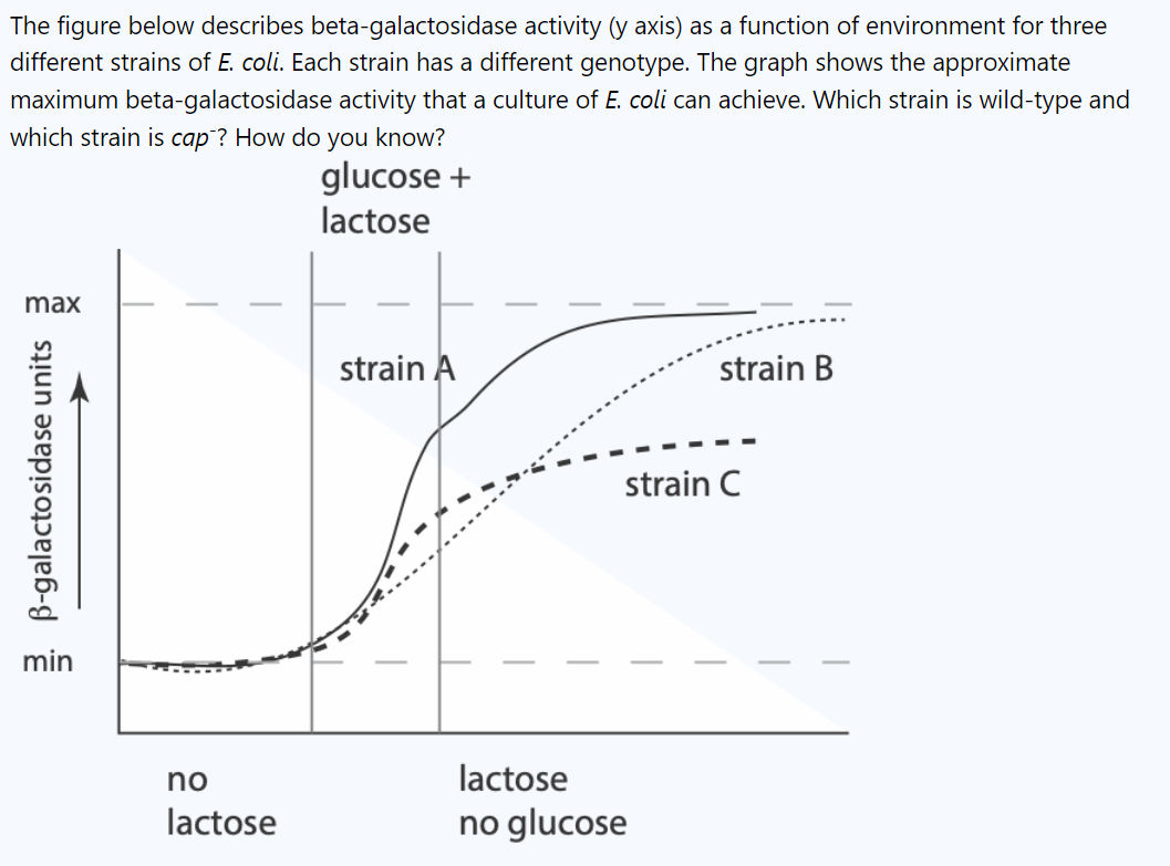 Solved The figure below describes beta-galactosidase | Chegg.com