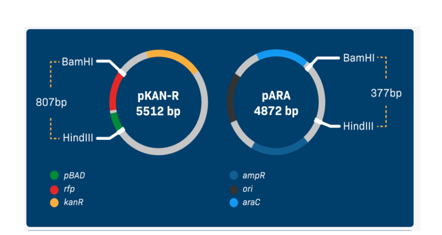 BamHl Bambi 377bp 807bp PKAN-R 5512 bp PARA 4872 bp D | Chegg.com