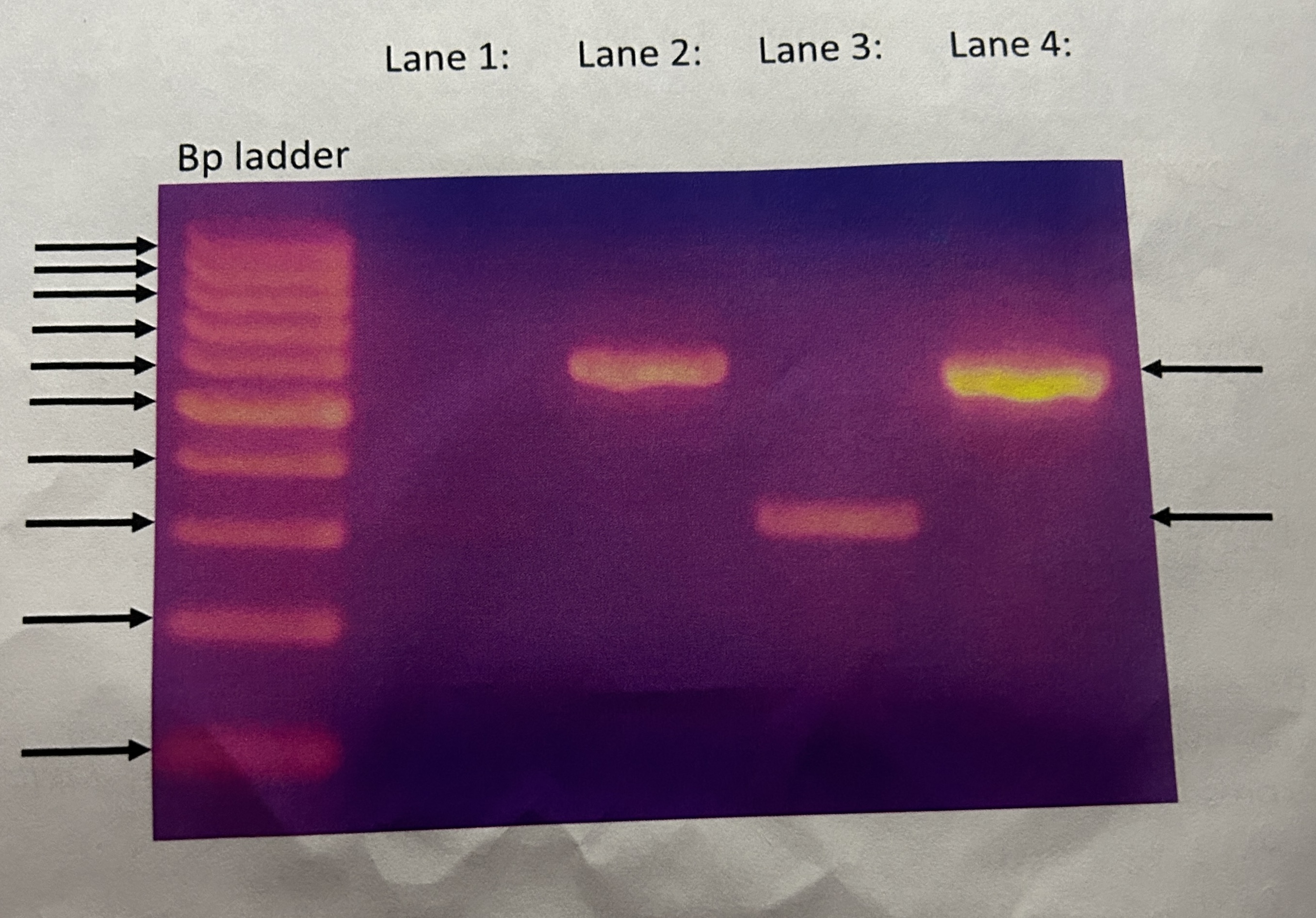 Solved Annotate the gel image below. Include labels for | Chegg.com