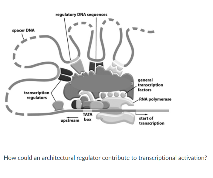 Solved regulatory DNA sequences spacer DNA 6025 | Chegg.com