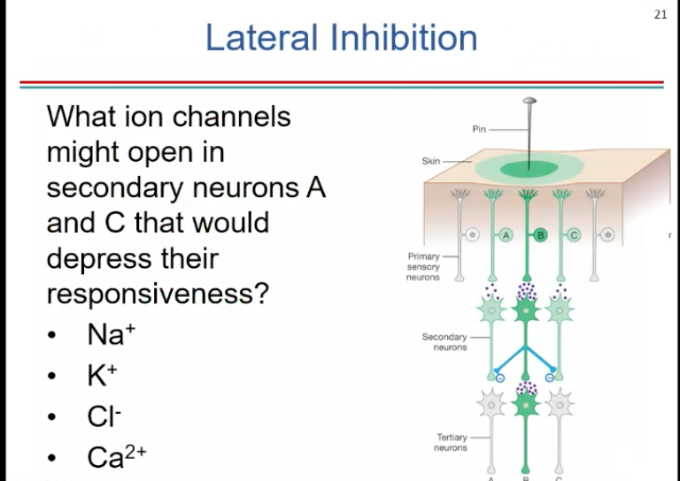 Solved 21 Lateral Inhibition Pin Skin SA Primary sensory | Chegg.com