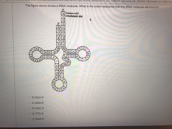 Solved The figure shows a tRNA molecule. What is the codon | Chegg.com