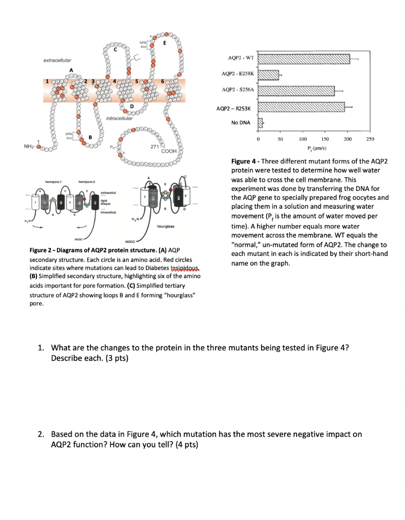 Solved What are the changes to the protein in the | Chegg.com