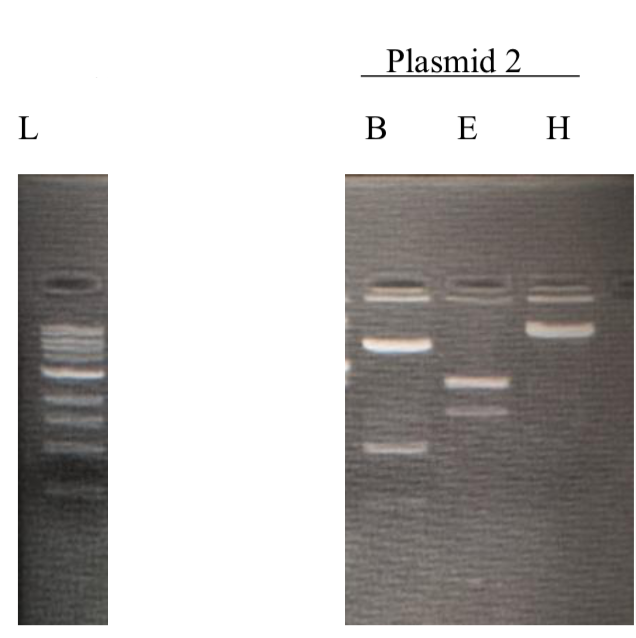 Solved Create a restriction mapping of circular DNA based on | Chegg.com