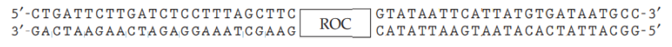 Solved ROC is a hypothetical polymorphic STR | Chegg.com