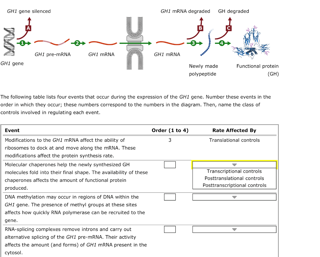 Solved GH1 gene silenced GH1 mRNA degraded GH degraded 2 3 4 | Chegg.com