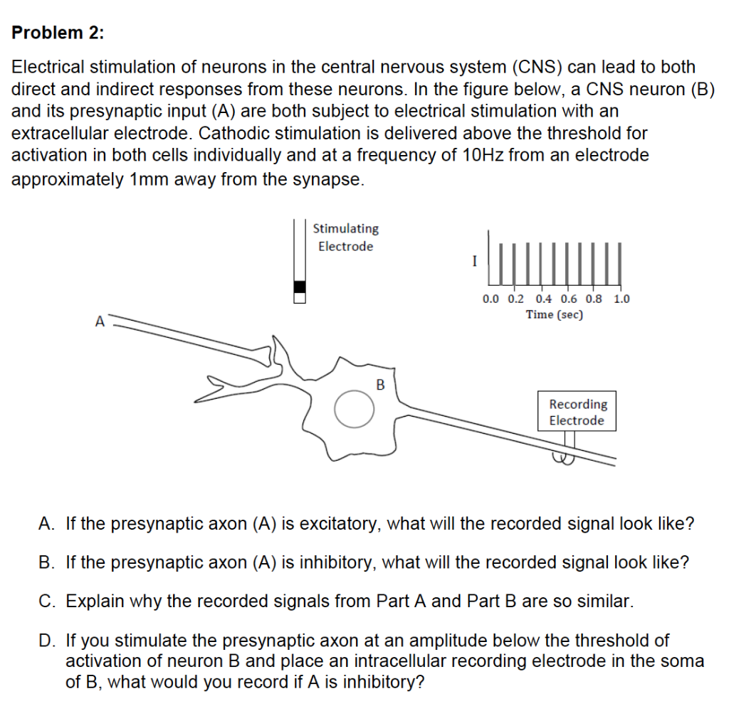 Problem 2: Electrical stimulation of neurons in the | Chegg.com