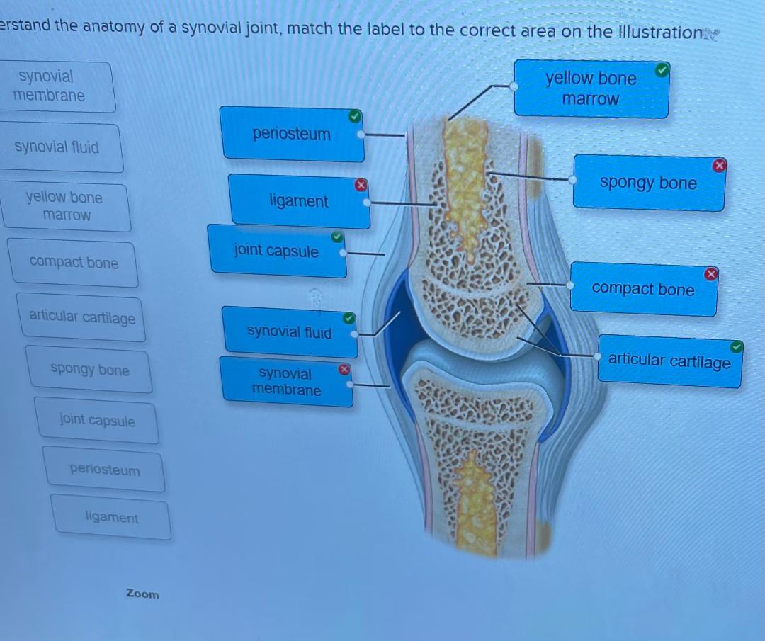 Solved erstand the anatomy of a synovial joint, match the | Chegg.com