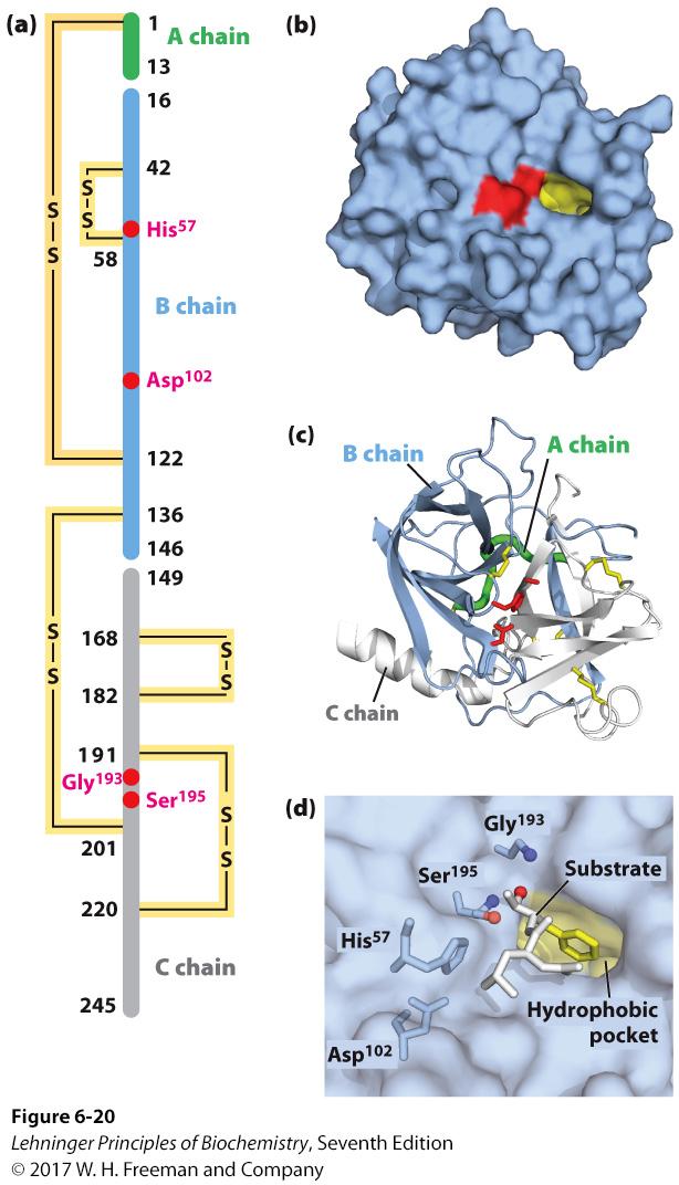 Solved Topic Enzyme: a) Chemical reaction rates can be | Chegg.com