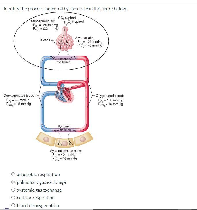 Solved anaerobic respiration pulmonary gas exchange systemic | Chegg.com
