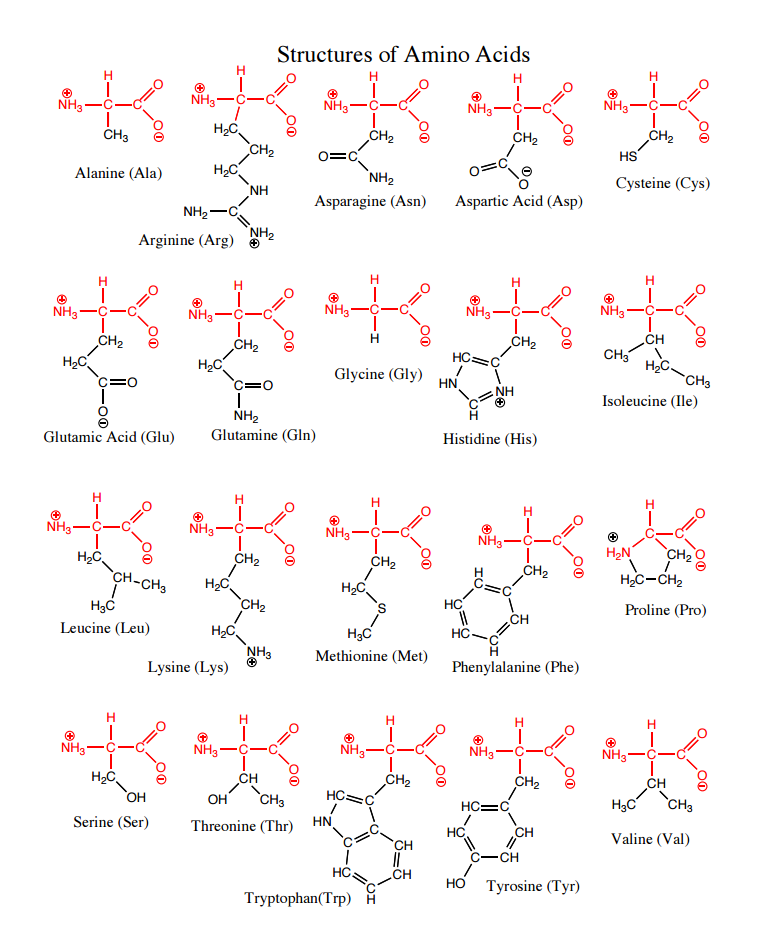Solved Structures of Amino Acids NH3- H2C CH2 CH2 Θ HS | Chegg.com