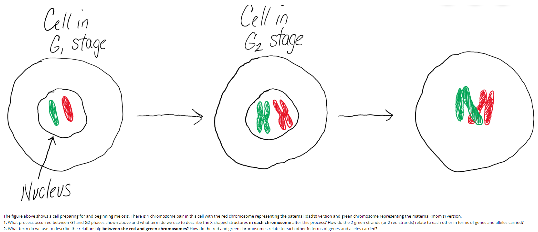 Solved in Cellin G stage G2 stage NO Nucleus The figure | Chegg.com