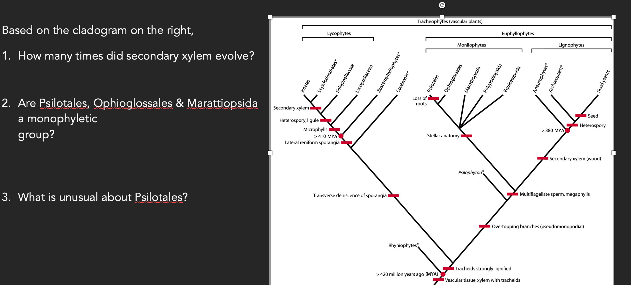 Solved Tracheophytes (vascular plants) Based on the | Chegg.com
