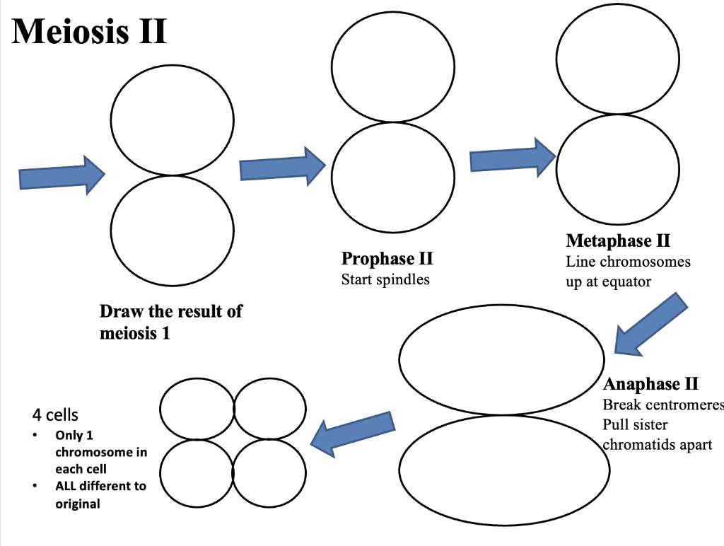 Solved Interphase and Meiosis I Prophase I - Draw spindle | Chegg.com