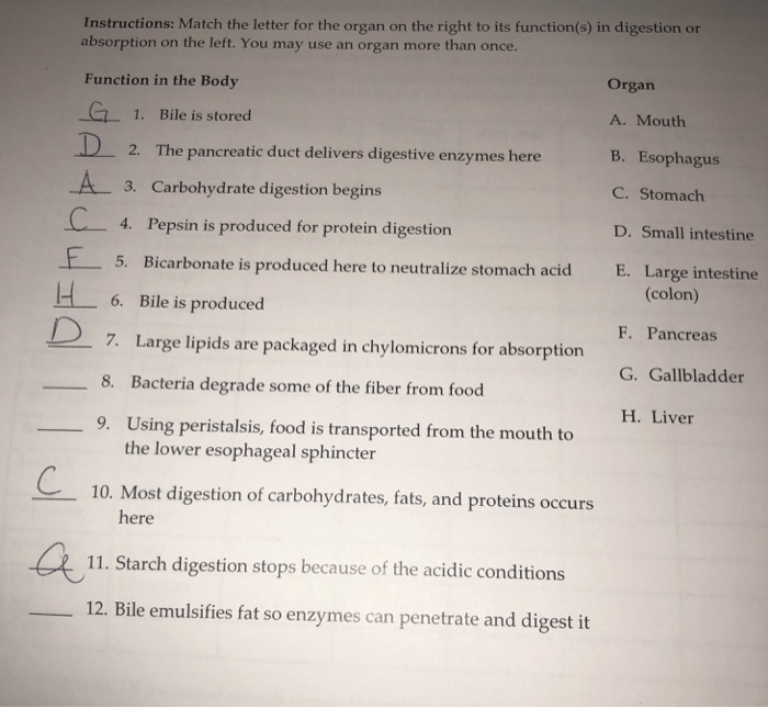 Solved Instructions: Match the letter for the organ on the | Chegg.com